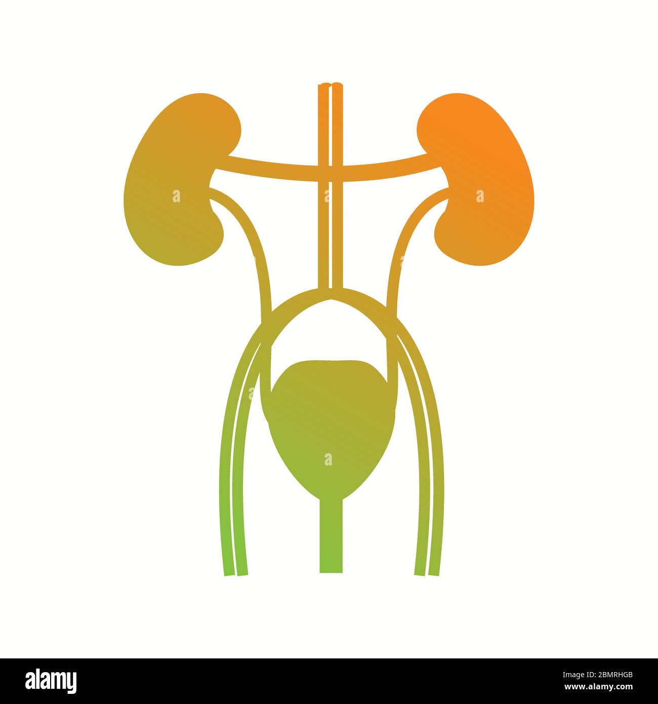 Excretory vector vectors hi-res stock photography and images - Alamy