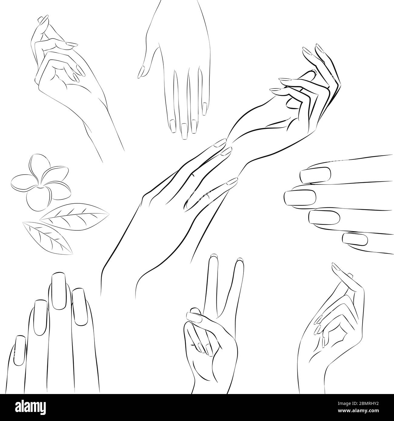 Women Hand Elegant Female Hands Of Different Lineart In A Trendy ...