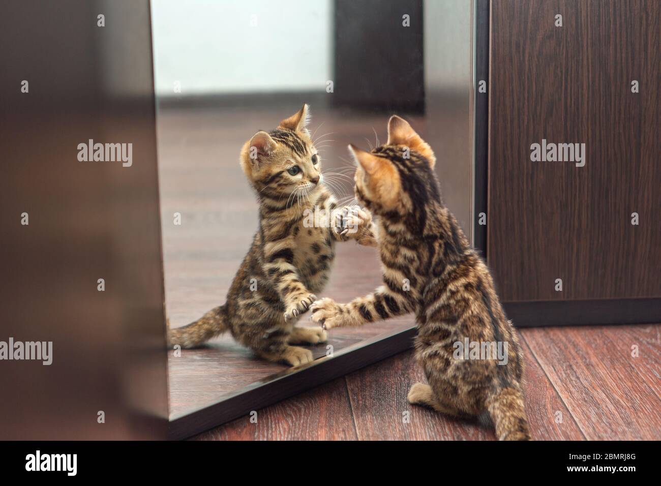 Cute curious bengal kitten looking into the mirror Stock Photo - Alamy