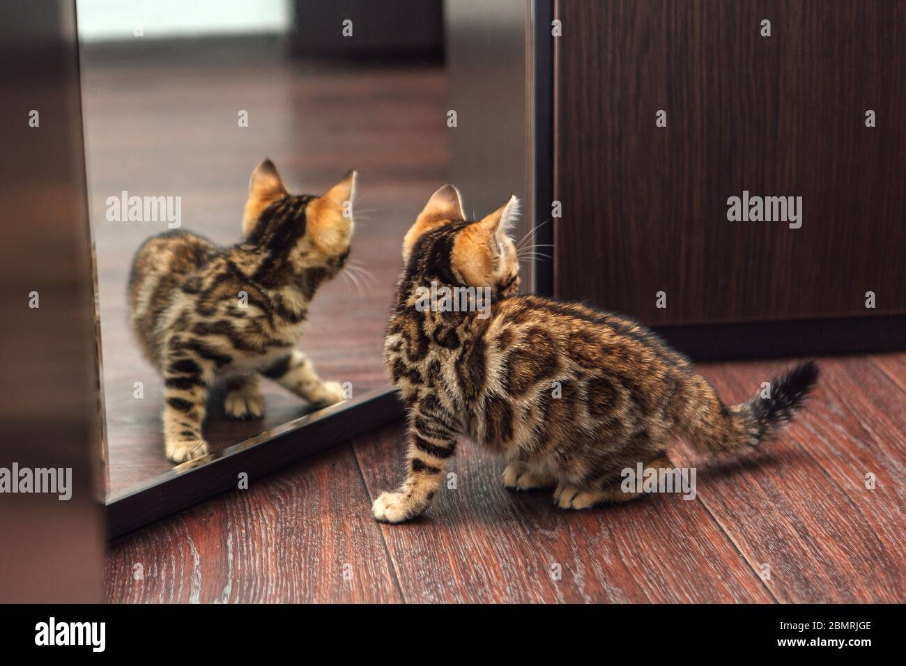 Cute curious bengal kitten looking into the mirror Stock Photo - Alamy