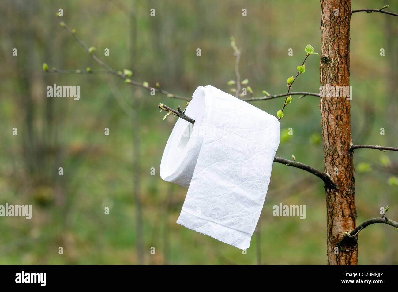 Toilet paper on a branch in the woods, hygiene and toilet ...