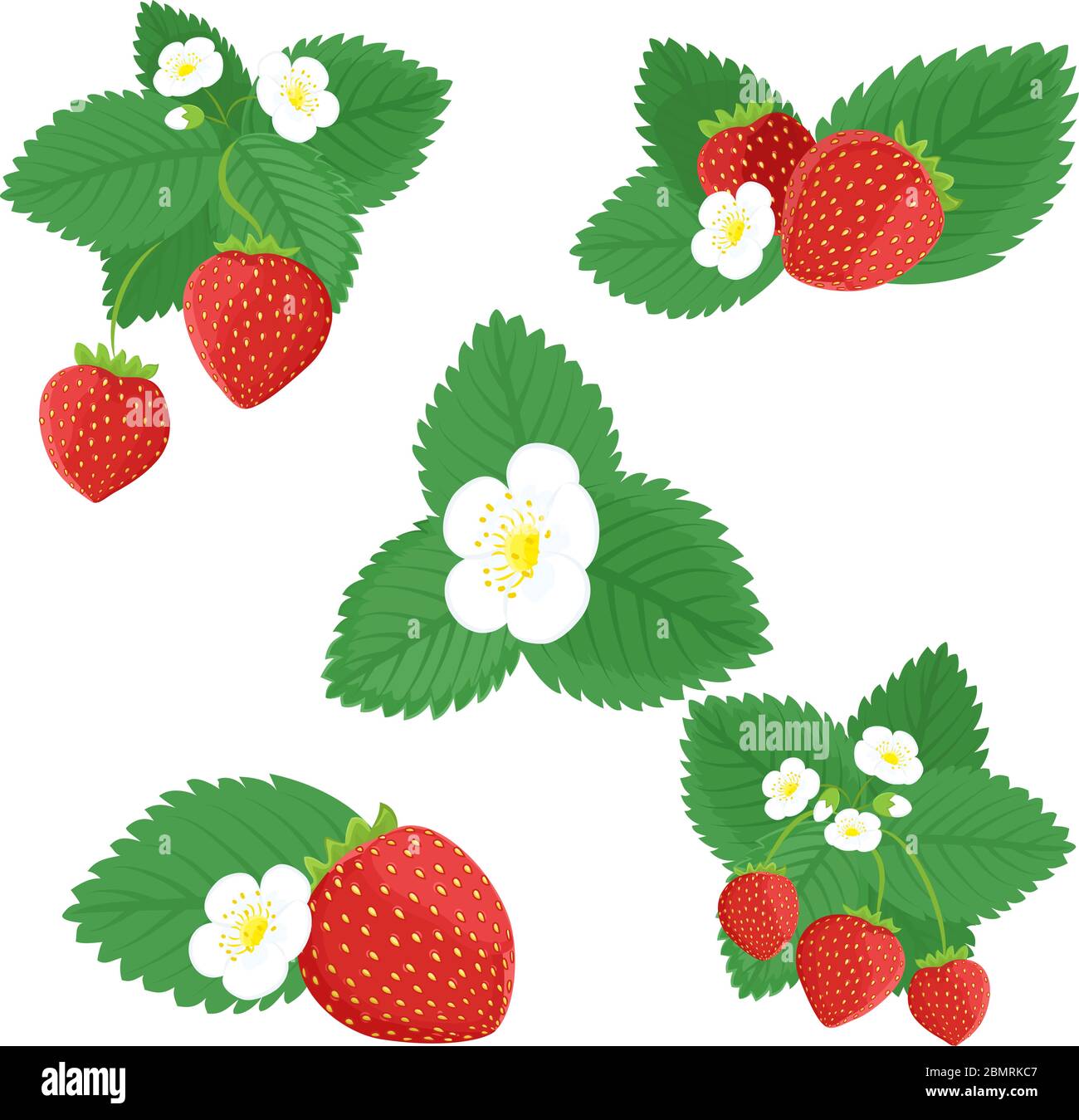 Vector set of strawberry berries and white strawberry flowers with ...