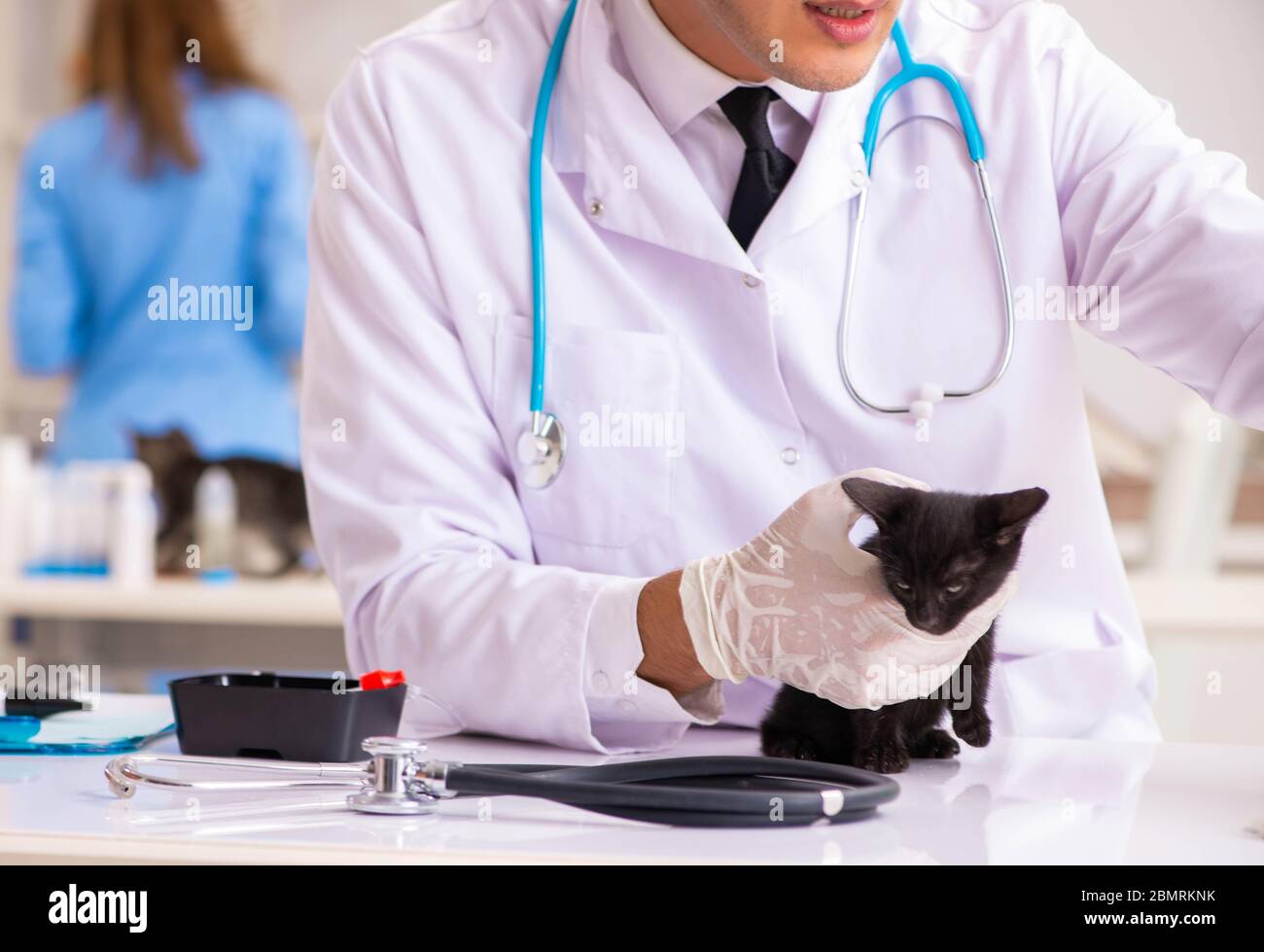The vet doctor examining kittens in animal hospital Stock Photo - Alamy