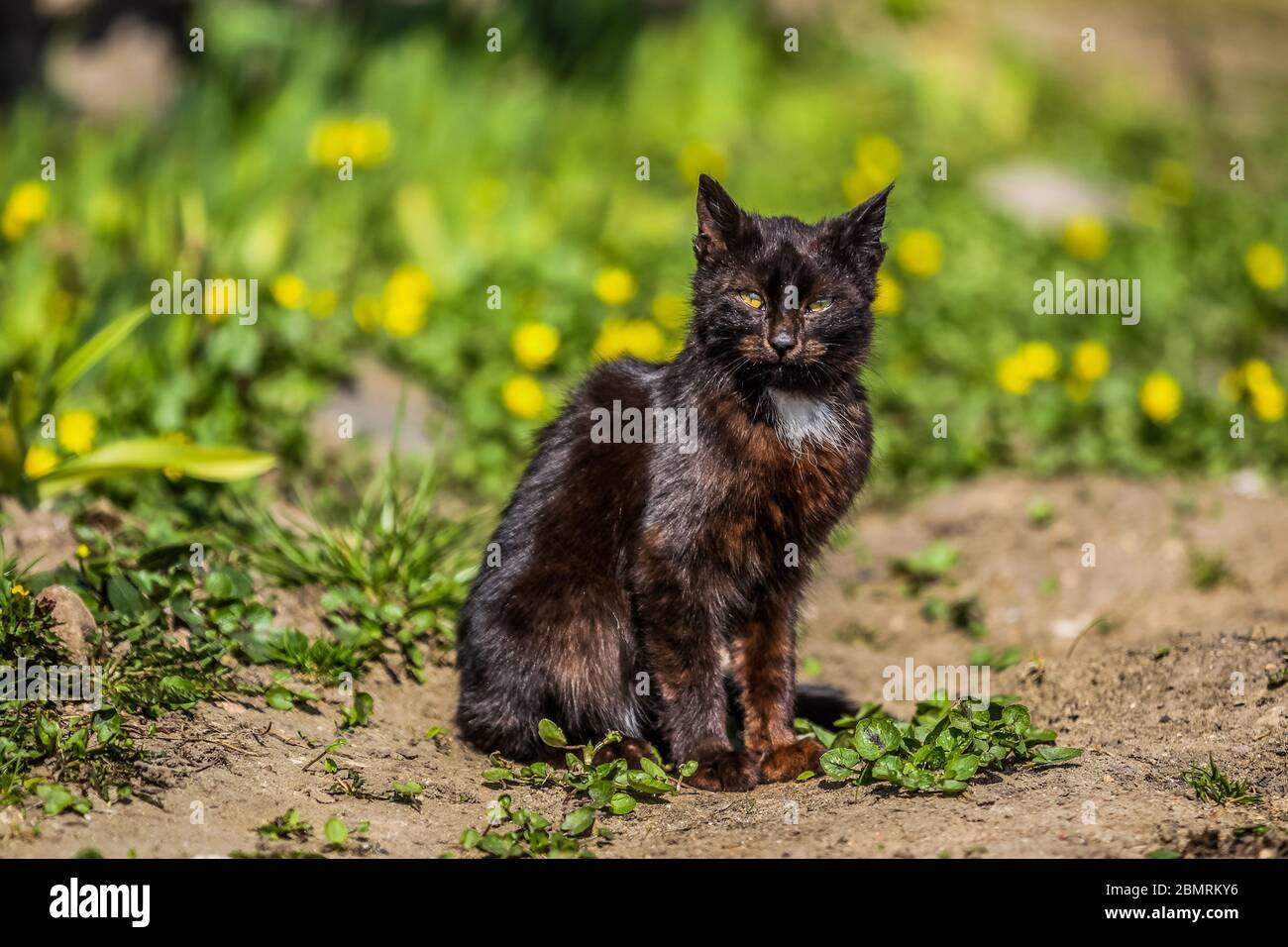 The village outdoor garden cat Stock Photo - Alamy
