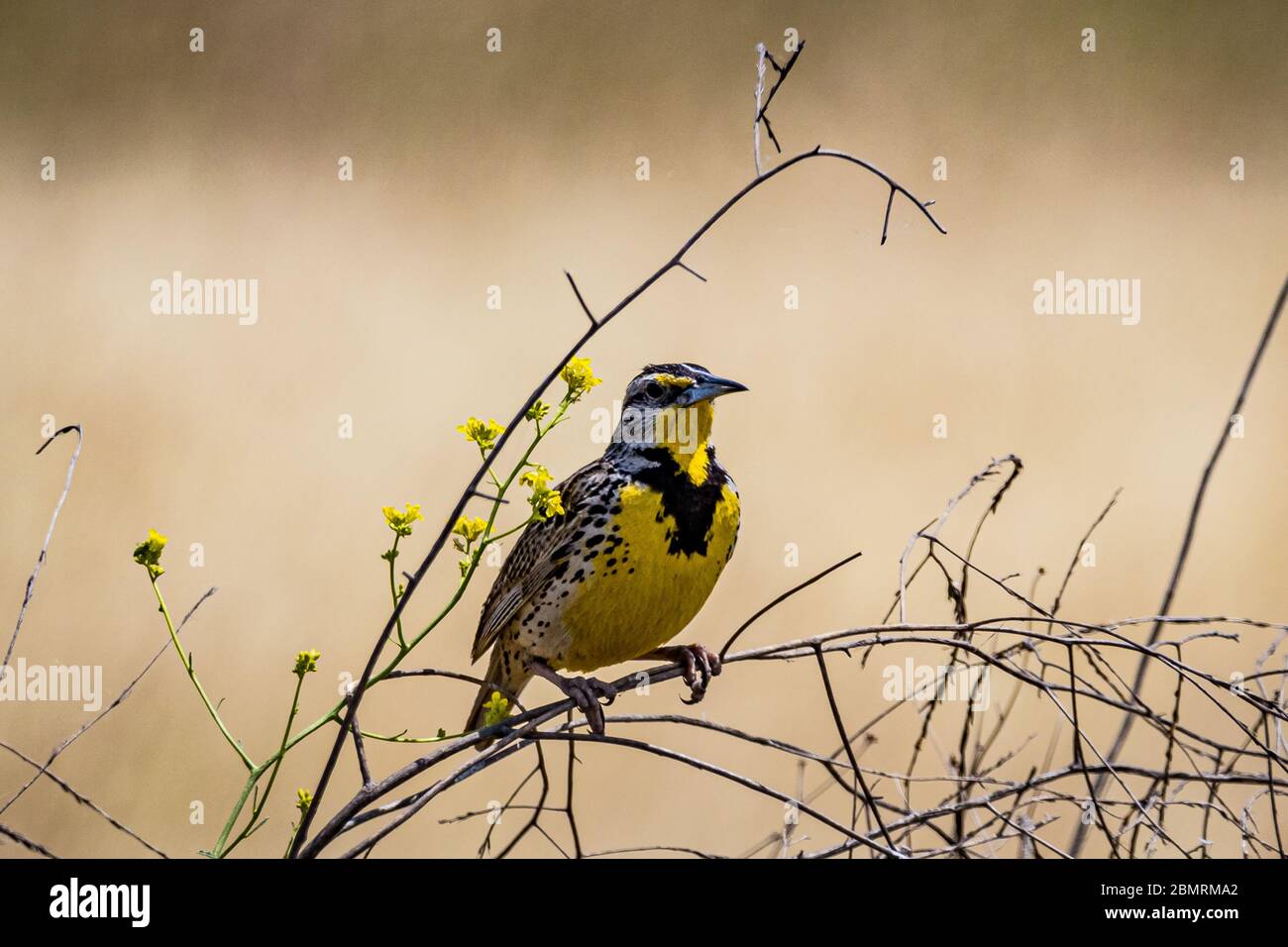 A Western Meadowlark (Sturnella neglecta) at the San Luis National ...
