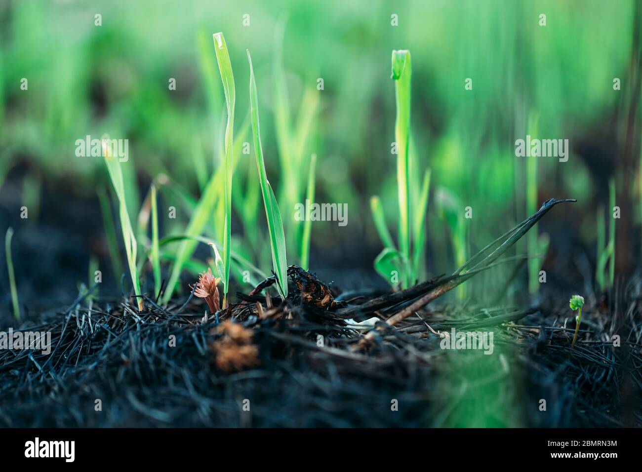 Germination of grass after a fire, restoration of nature, natural ...