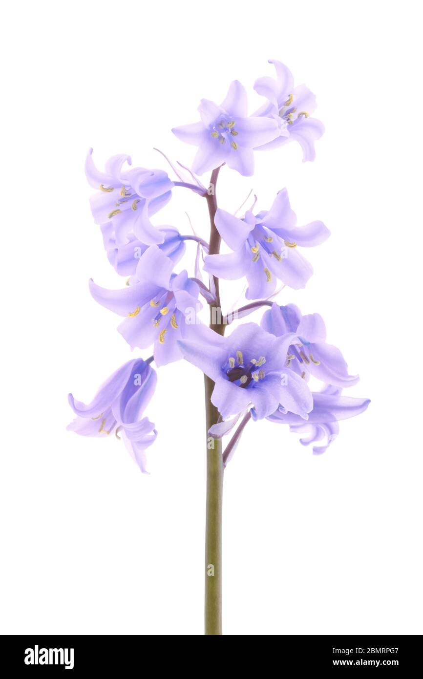 Bluebell on white background Stock Photo - Alamy
