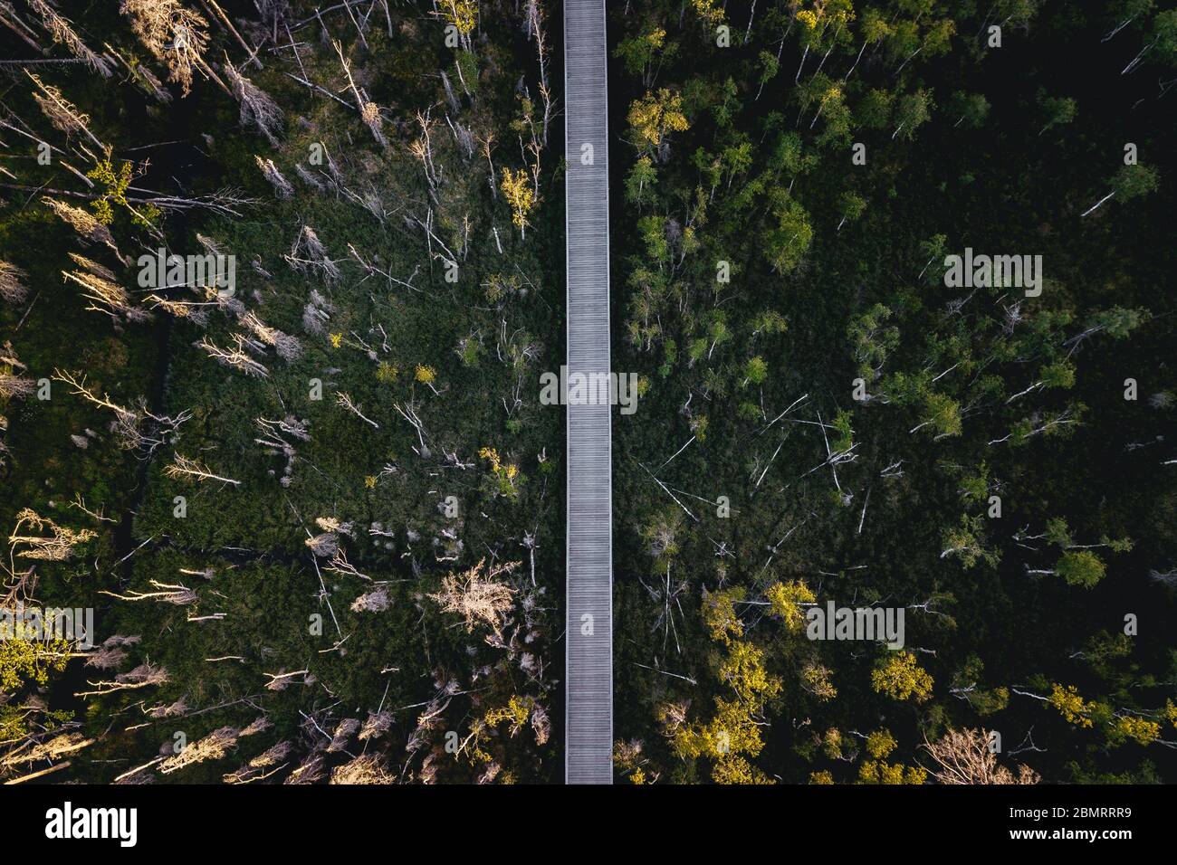 Forest from above Stock Photo - Alamy