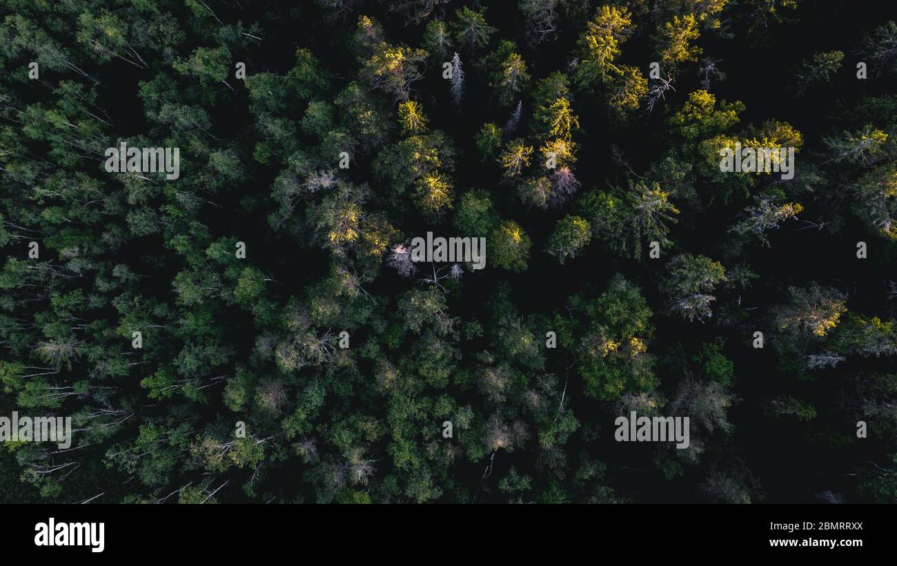 Forest from above Stock Photo - Alamy