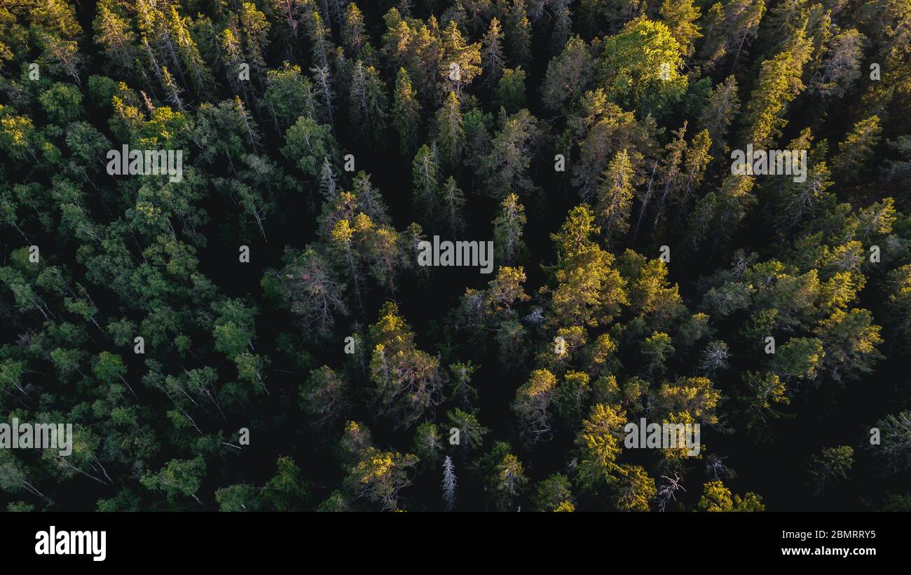Forest from above Stock Photo - Alamy