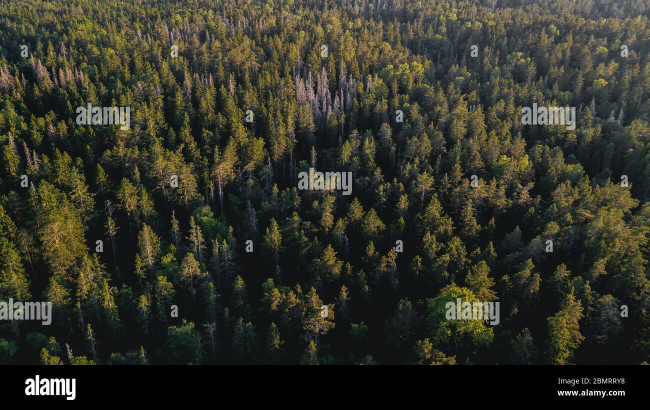 Forest from above Stock Photo - Alamy