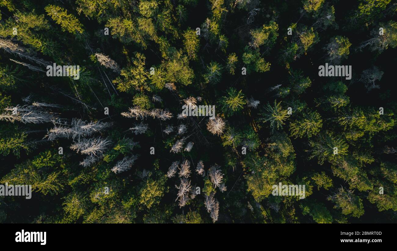 Aerial view treetop pattern from hi-res stock photography and images ...
