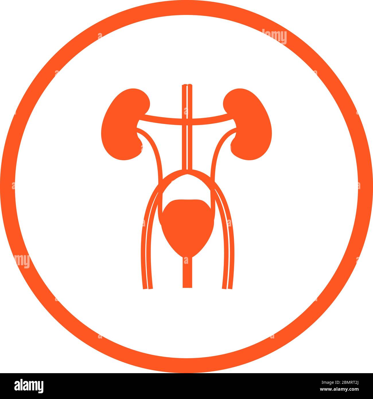 Excretory vector vectors hi-res stock photography and images - Alamy