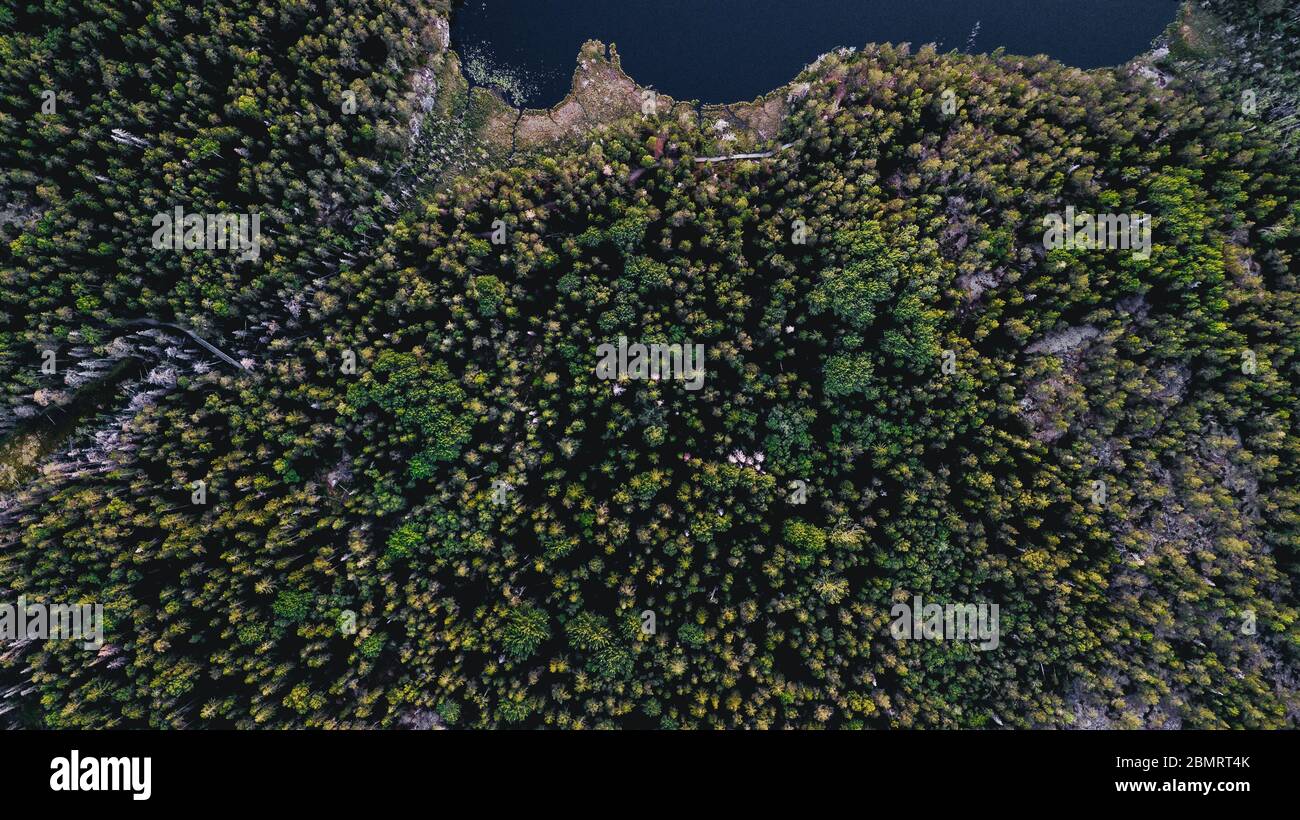 Forest from above Stock Photo - Alamy