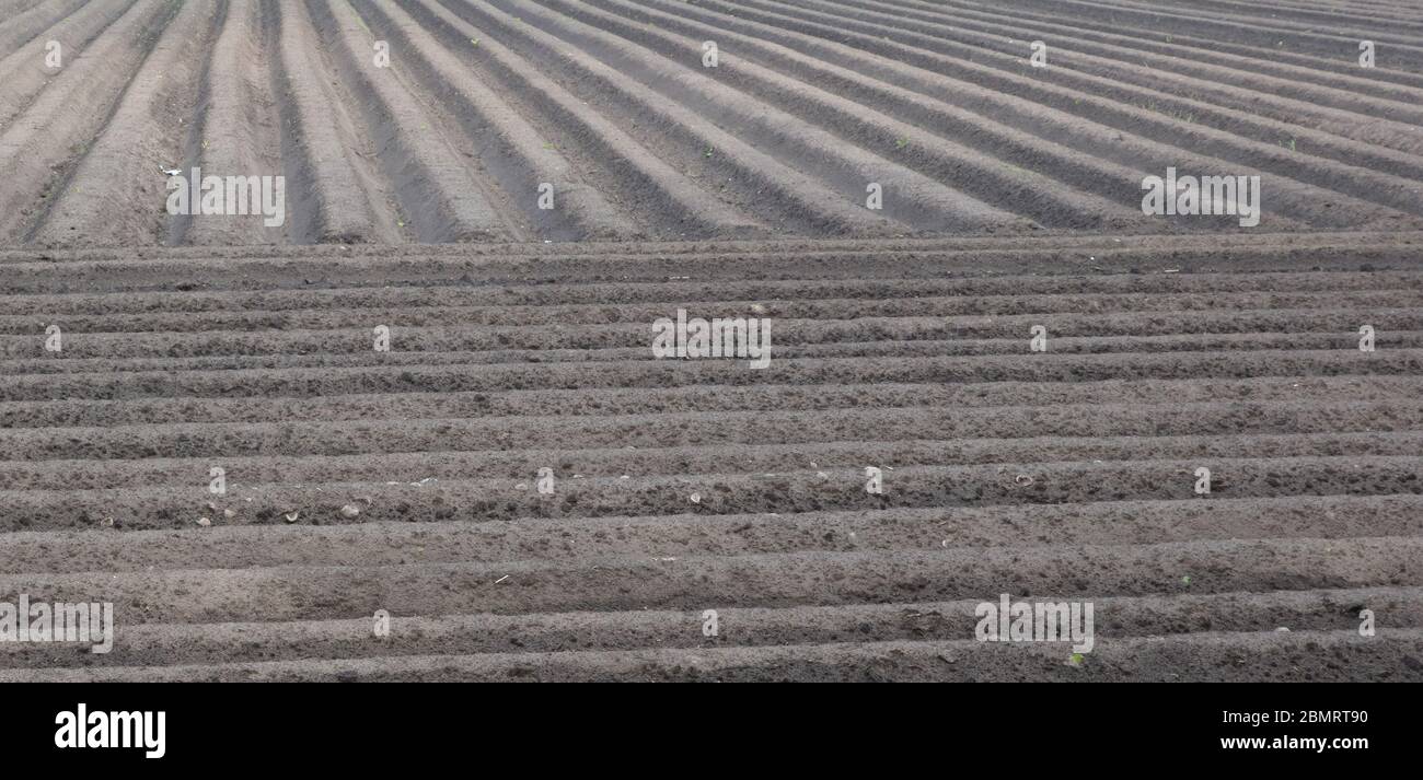 View of agricultural land prepared for sowing, arable soil, the ...