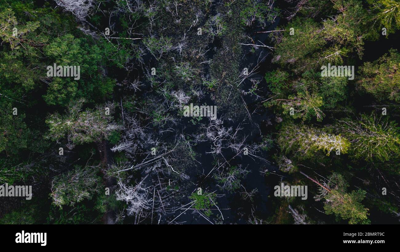 Forest from above Stock Photo - Alamy