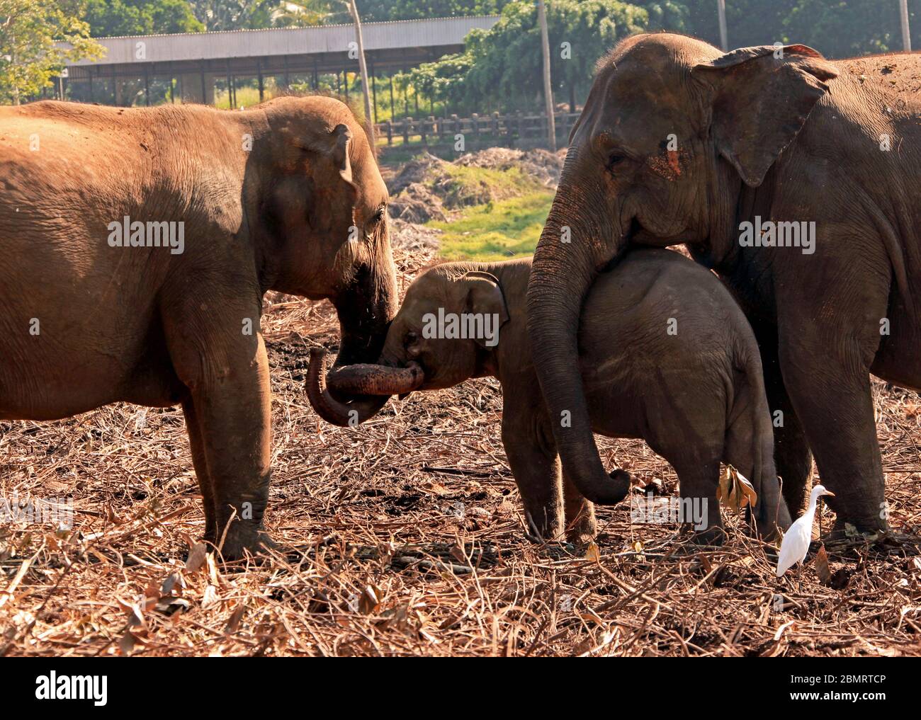 Happy family together concept; a group of elephants, parents and their ...