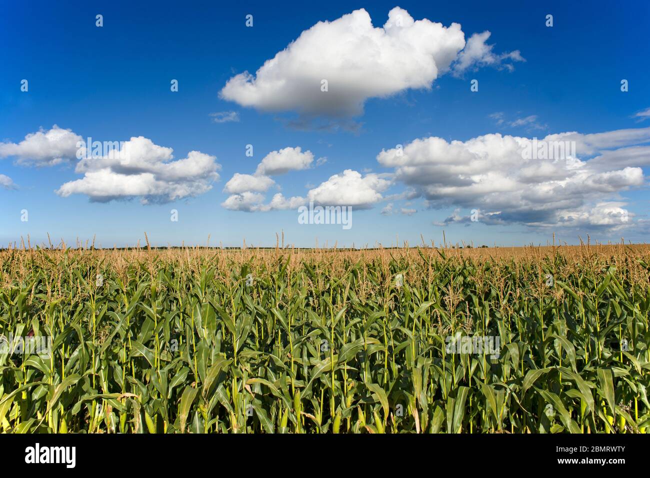 Commercial maize crop grown for animal fodder, Norfolk, England October ...