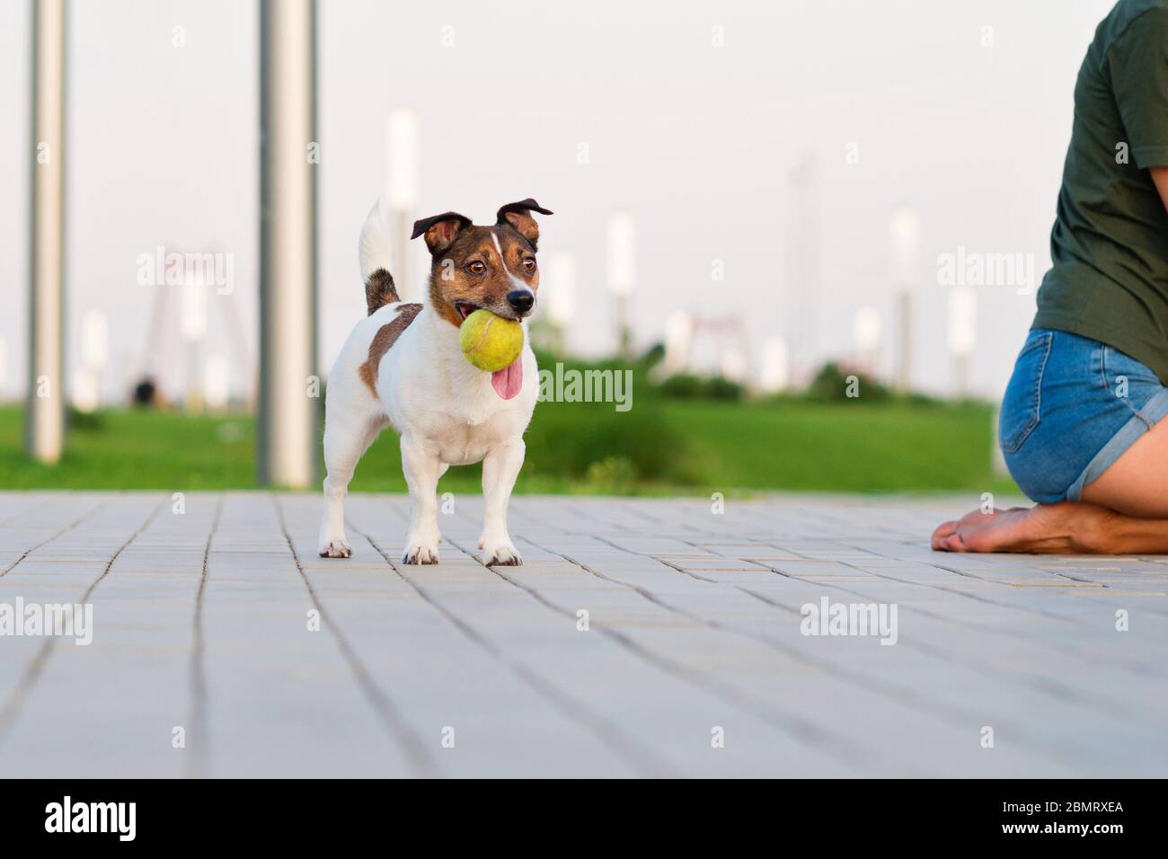 Jack Russell Terriers playing with a ball. Having fun playing in ...