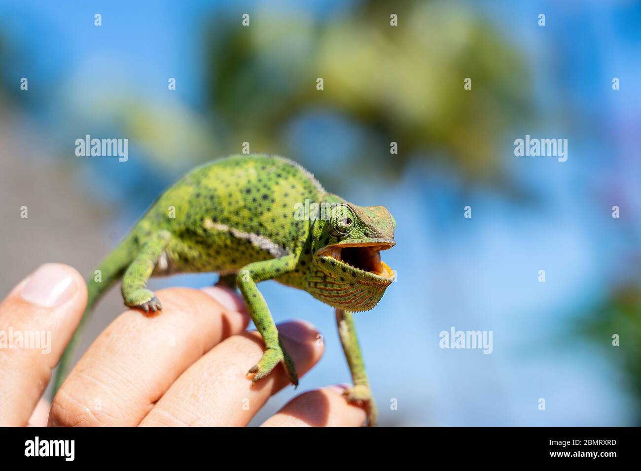 Chameleon hand hi-res stock photography and images - Alamy