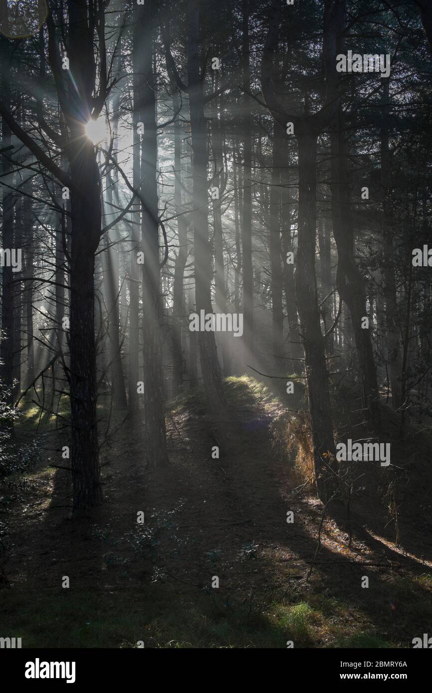 Shafts of sunlight in pine woodland Stock Photo - Alamy