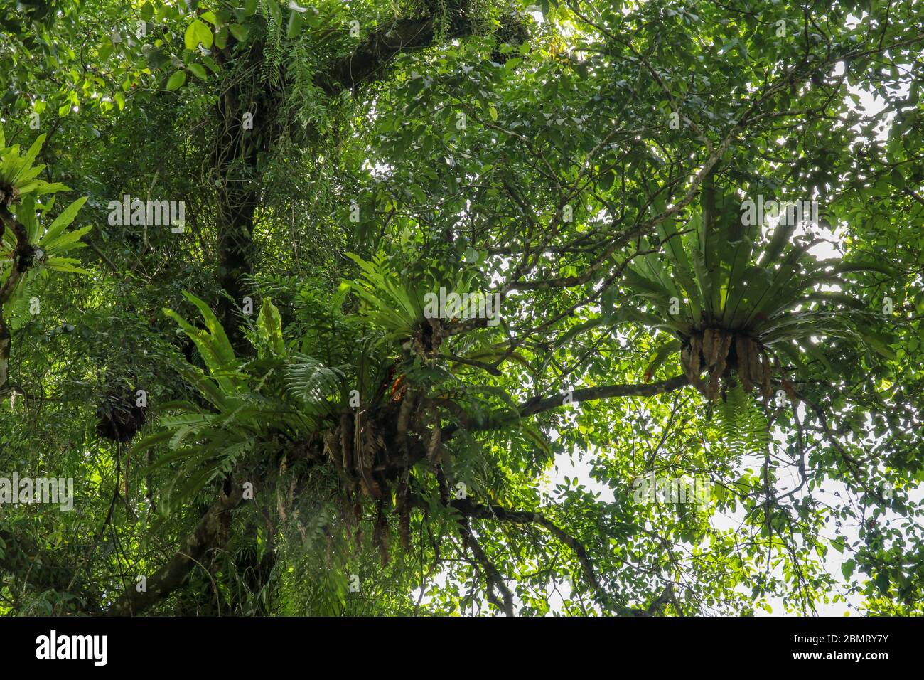 Asplenium nidus, Birds nest fern on the big tree tropical rain f Stock ...