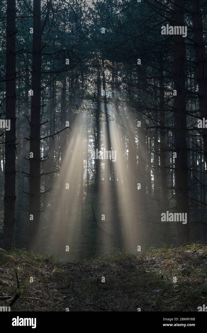 Shafts of sunlight in pine woodland Stock Photo - Alamy