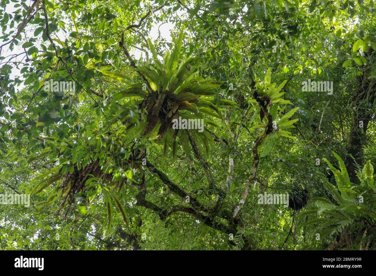 Asplenium nidus, Birds nest fern on the big tree tropical rain f Stock ...