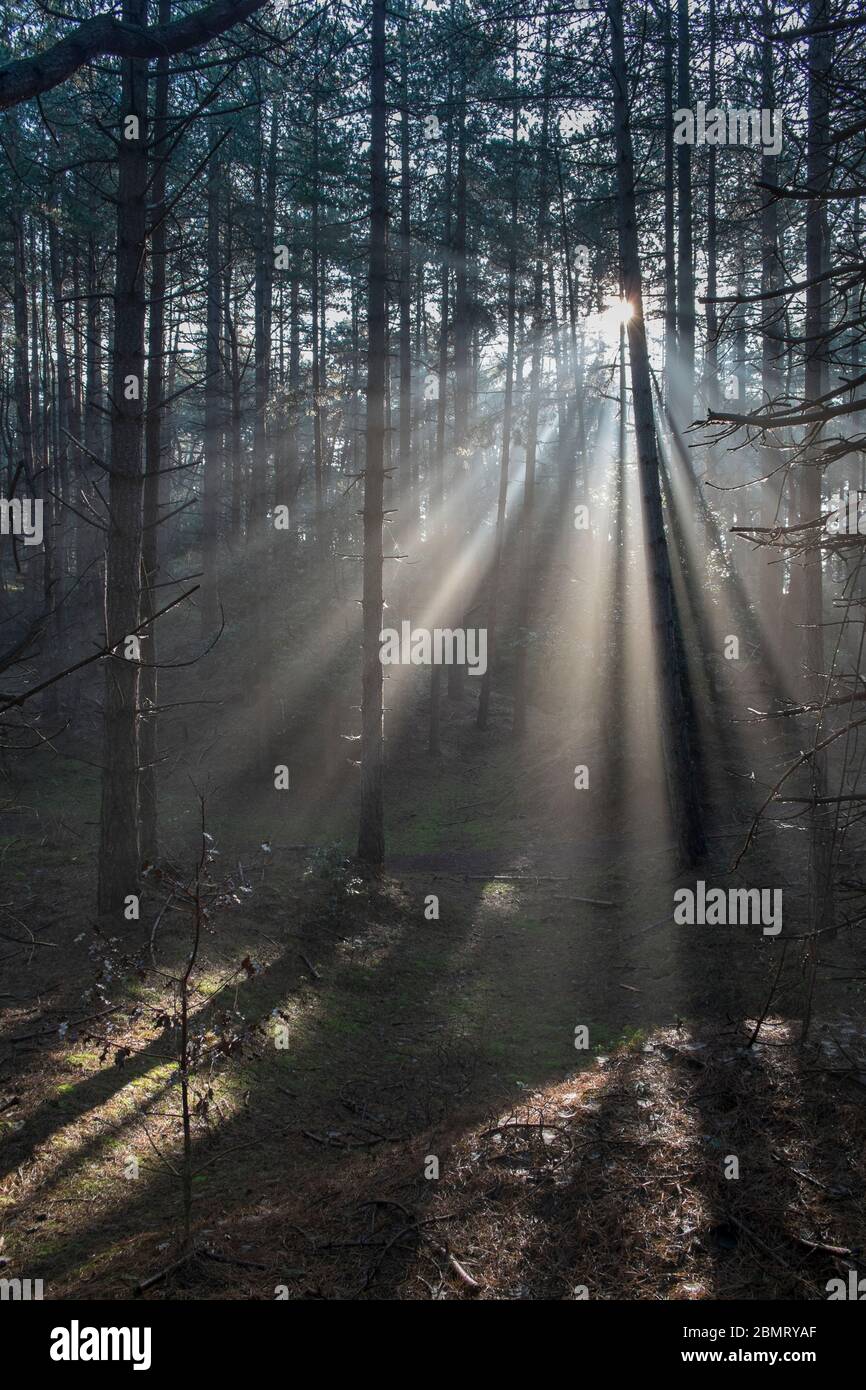 Shafts of sunlight in pine woodland Stock Photo - Alamy