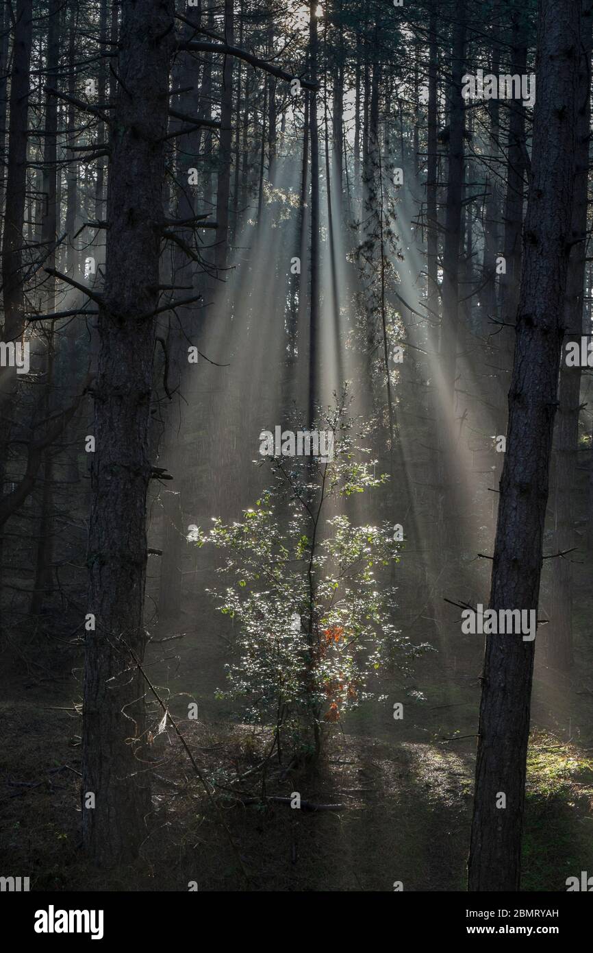 Shafts of sunlight in pine woodland Stock Photo - Alamy