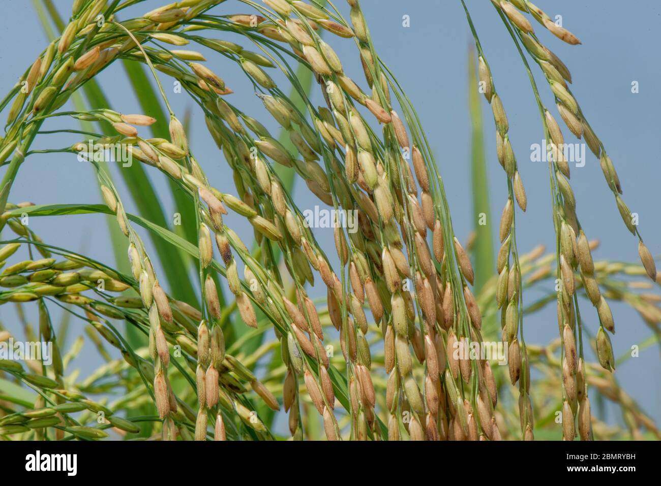 Rice grian hi-res stock photography and images - Alamy