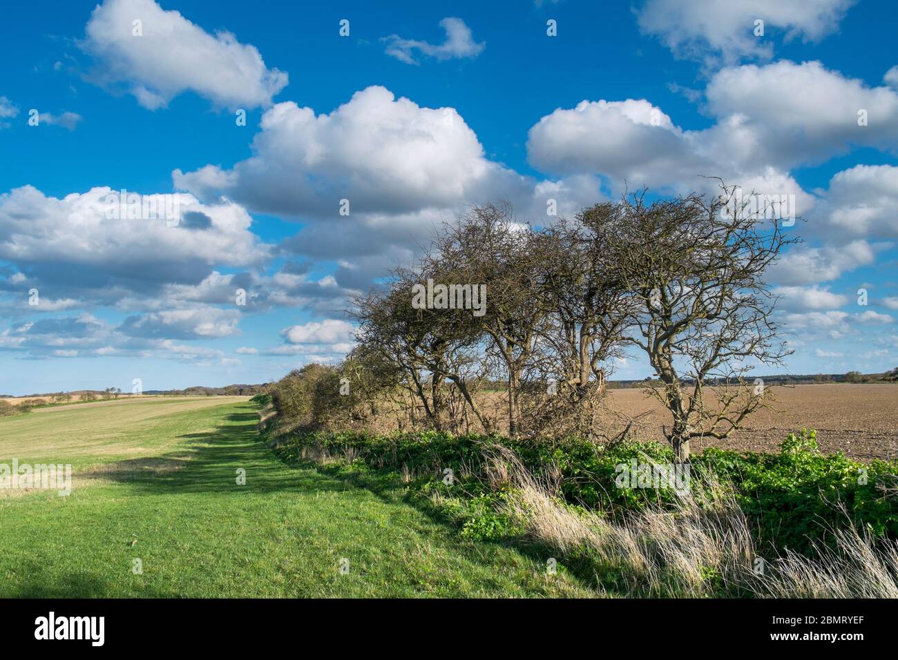 Hedge line with blue sky and clouds Stock Photo - Alamy
