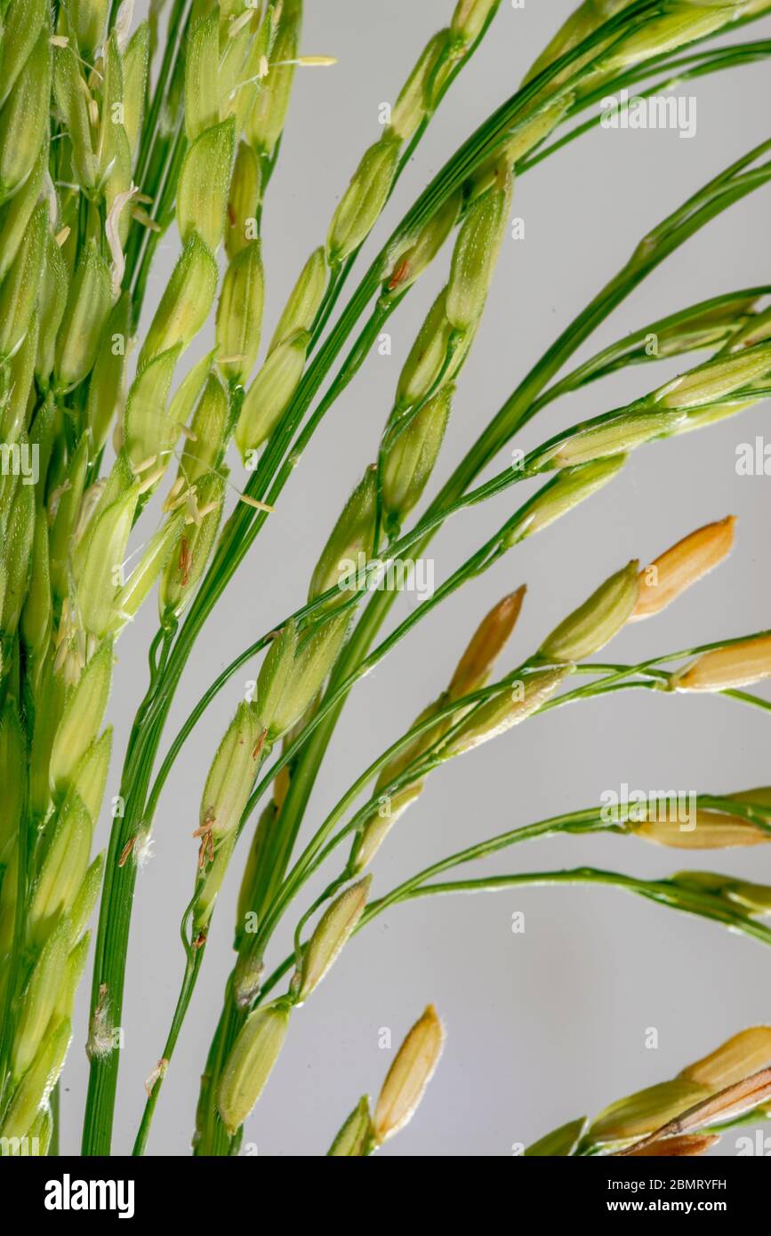 Rice production hi-res stock photography and images - Alamy