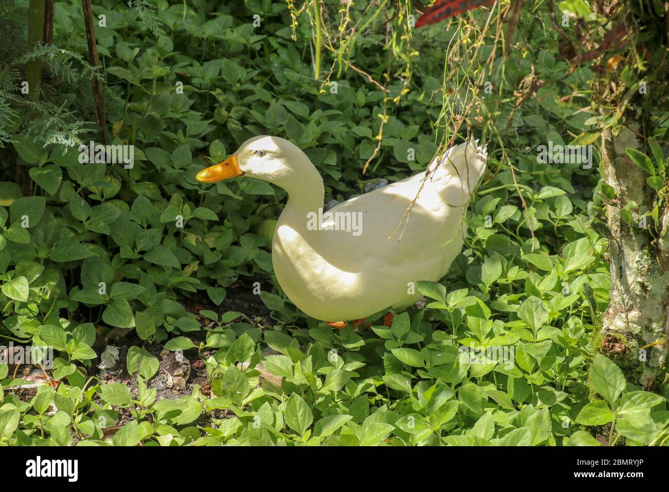 White runner duck in a green paddy field or at a meadow. white d Stock ...