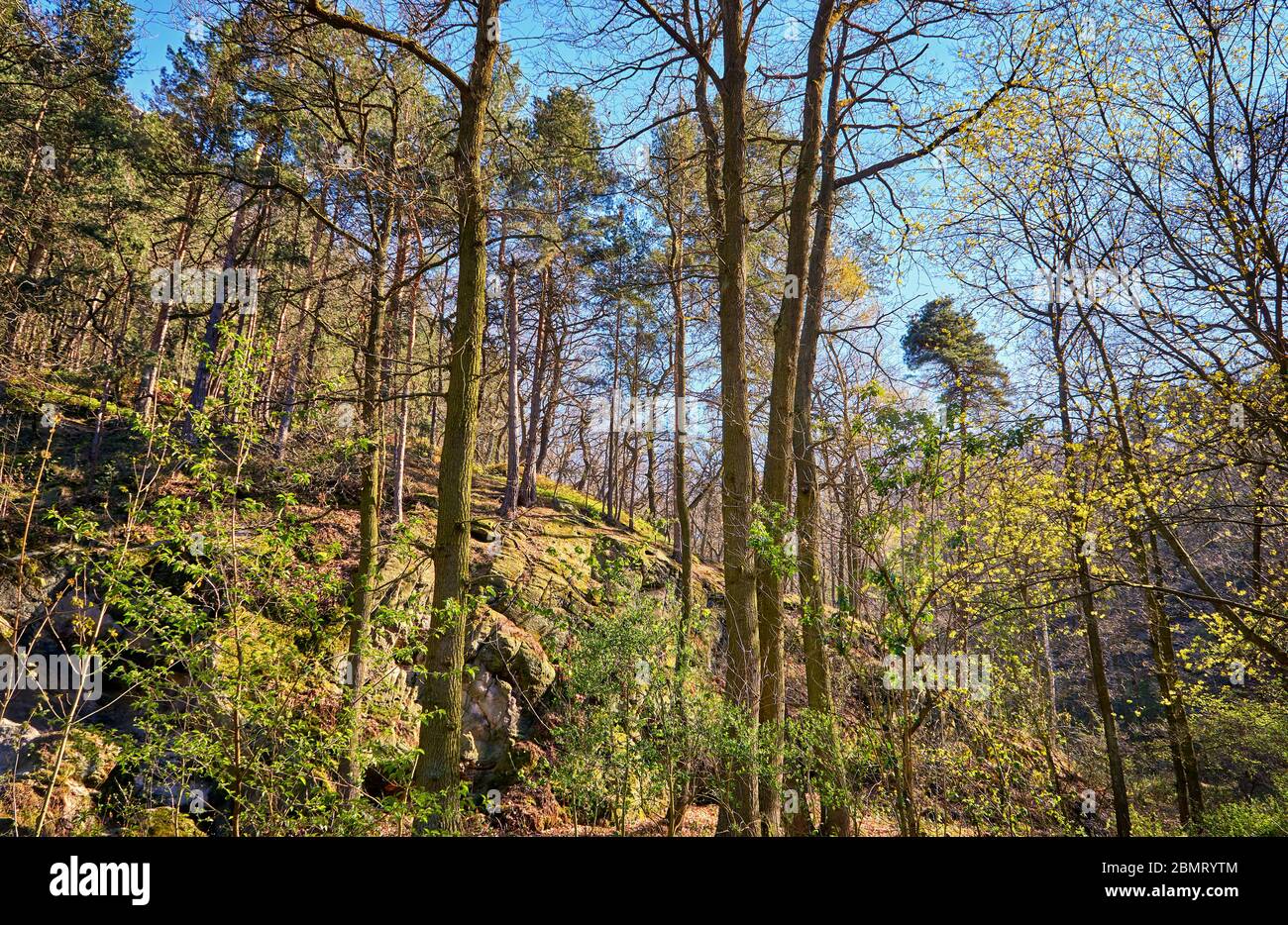 Mixed broadleaf and conifer forest hi-res stock photography and images ...