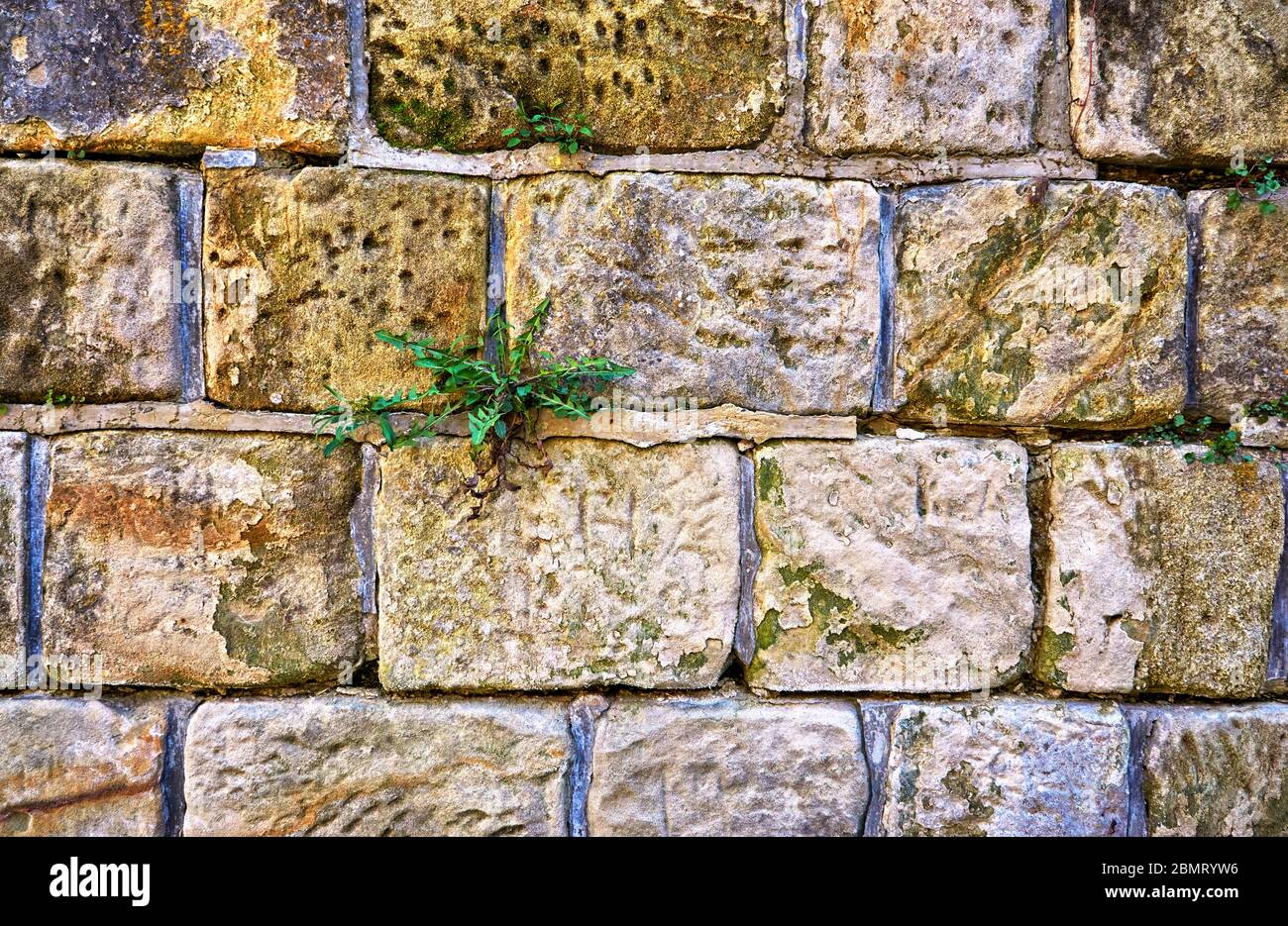 Medieval stone wall with a flower with green leaves as a background ...