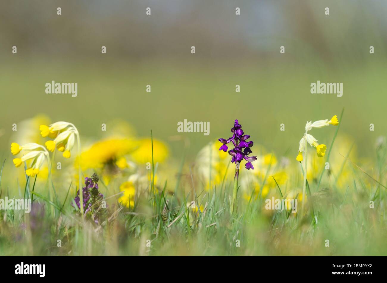 Orchid cowslip wildflowers hi-res stock photography and images - Alamy