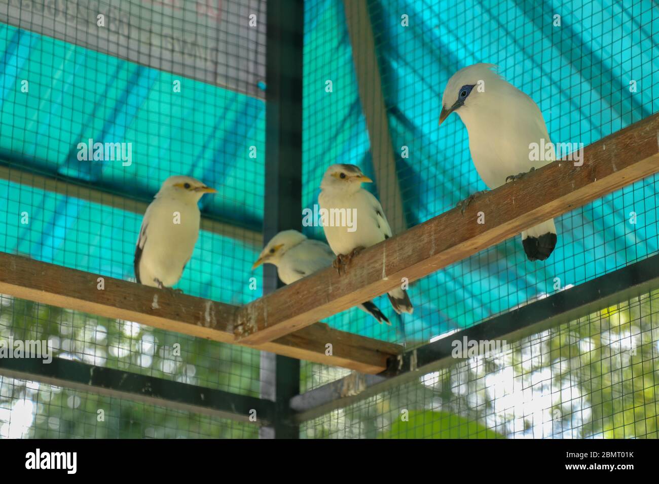 Rare bird bali starling mynah white hi-res stock photography and images ...