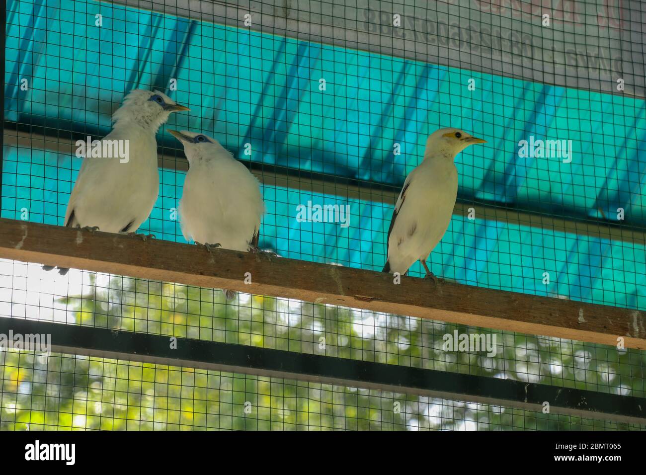 Jalak Bali, an endemic bird from Bali, Indonesia. The pretty Bal Stock ...