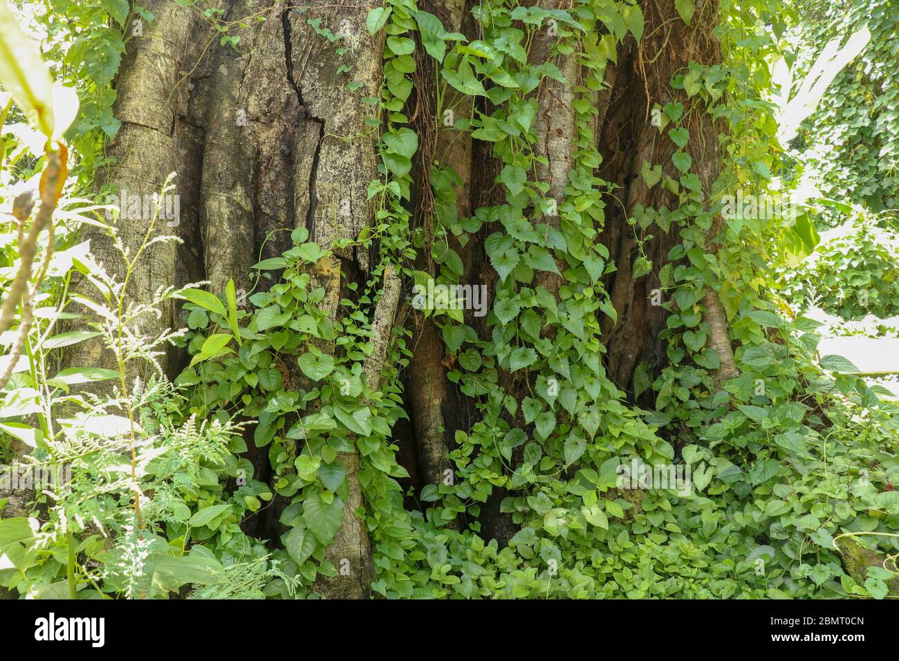 Large old tree overgrown with lianas at Borobudur on Java, Indon Stock ...