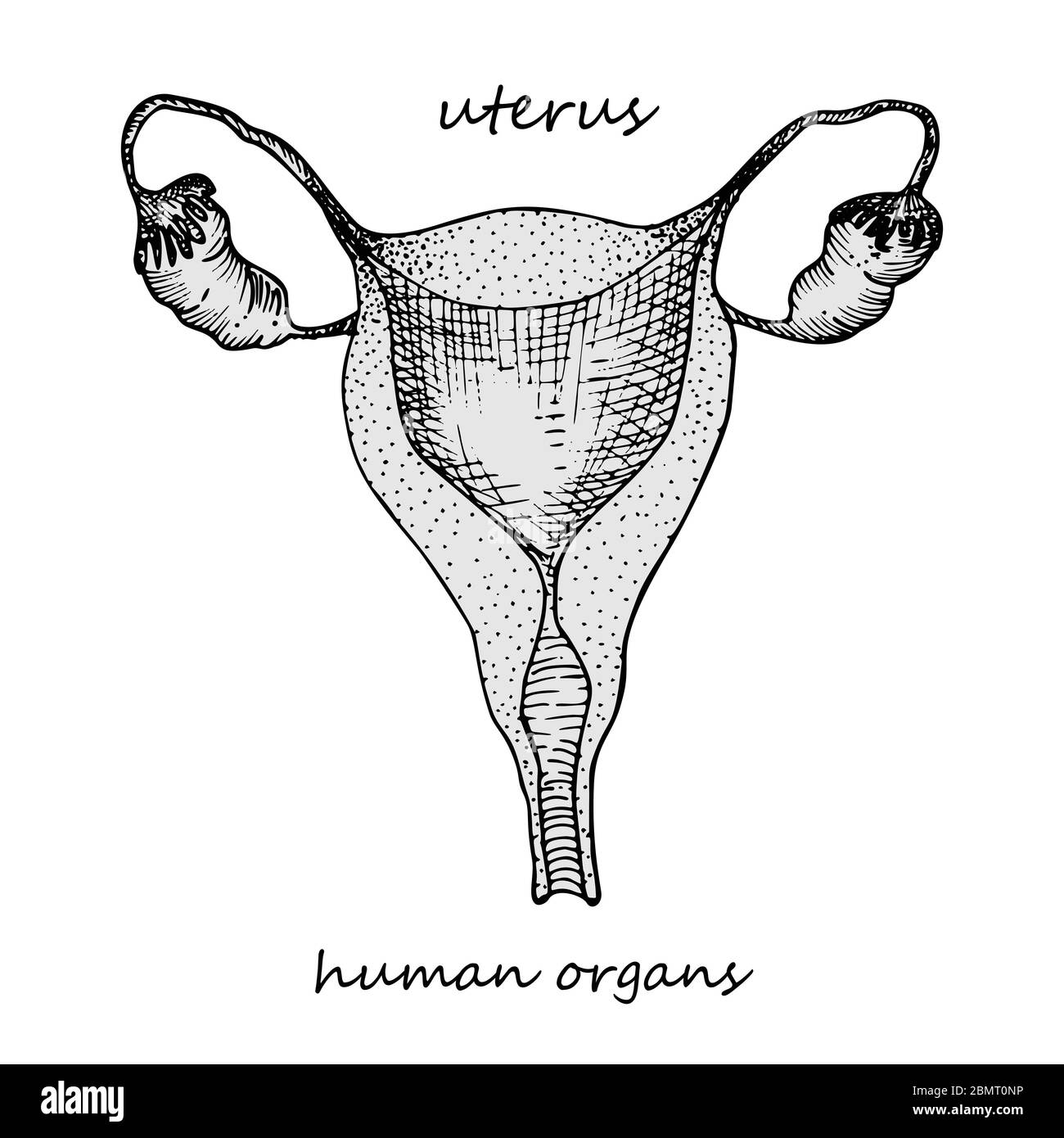 Uterus. Realistic hand-drawn icon of human internal organs. Engraving ...