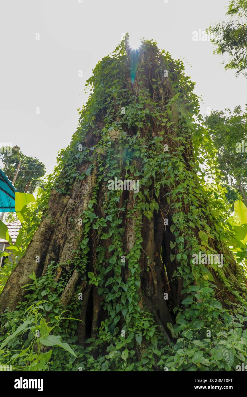 Large old tree overgrown with lianas at Borobudur on Java, Indon Stock ...