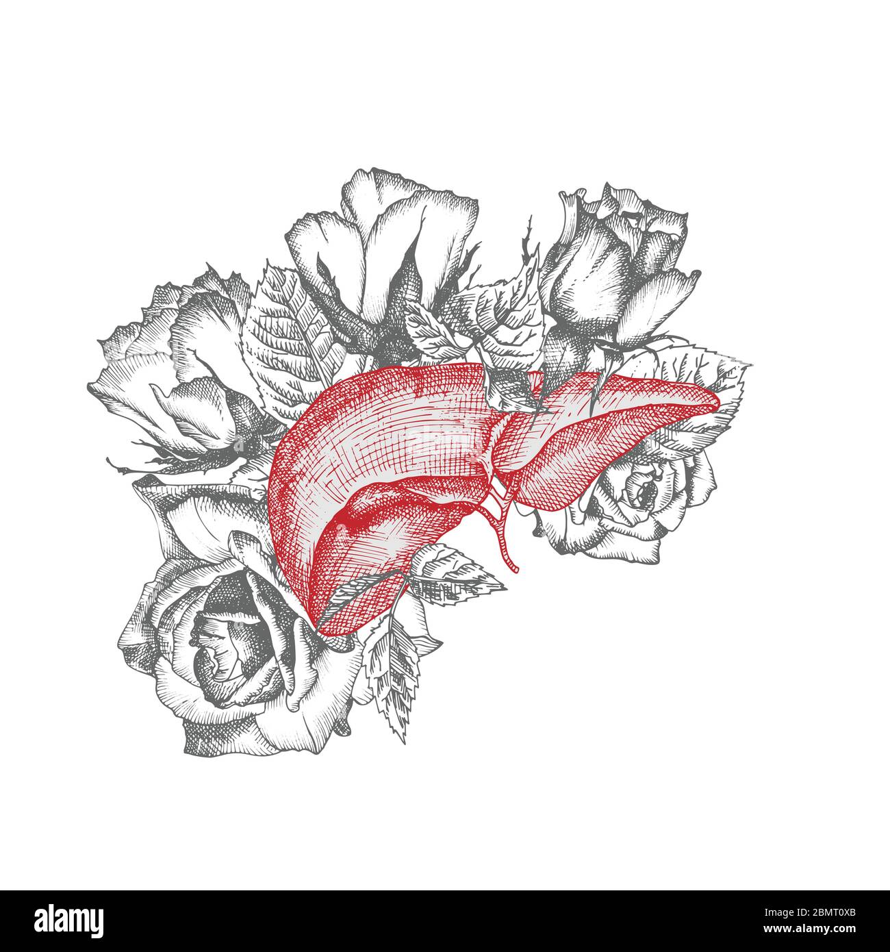 Liver with bouquet roses Realistic hand-drawn icon of human internal ...