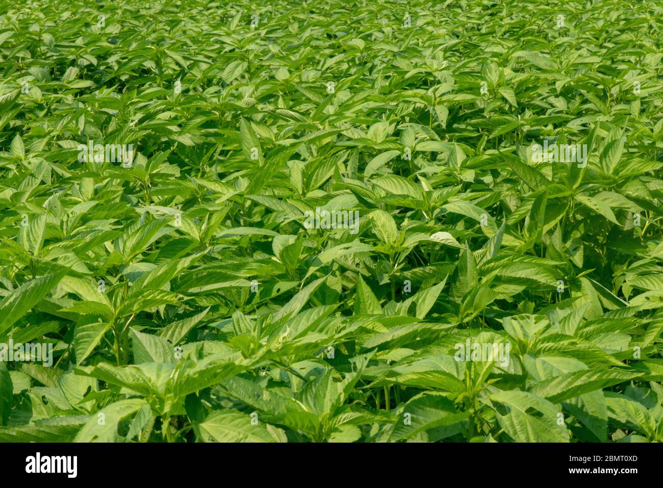 Jute production in Bangladesh Stock Photo - Alamy