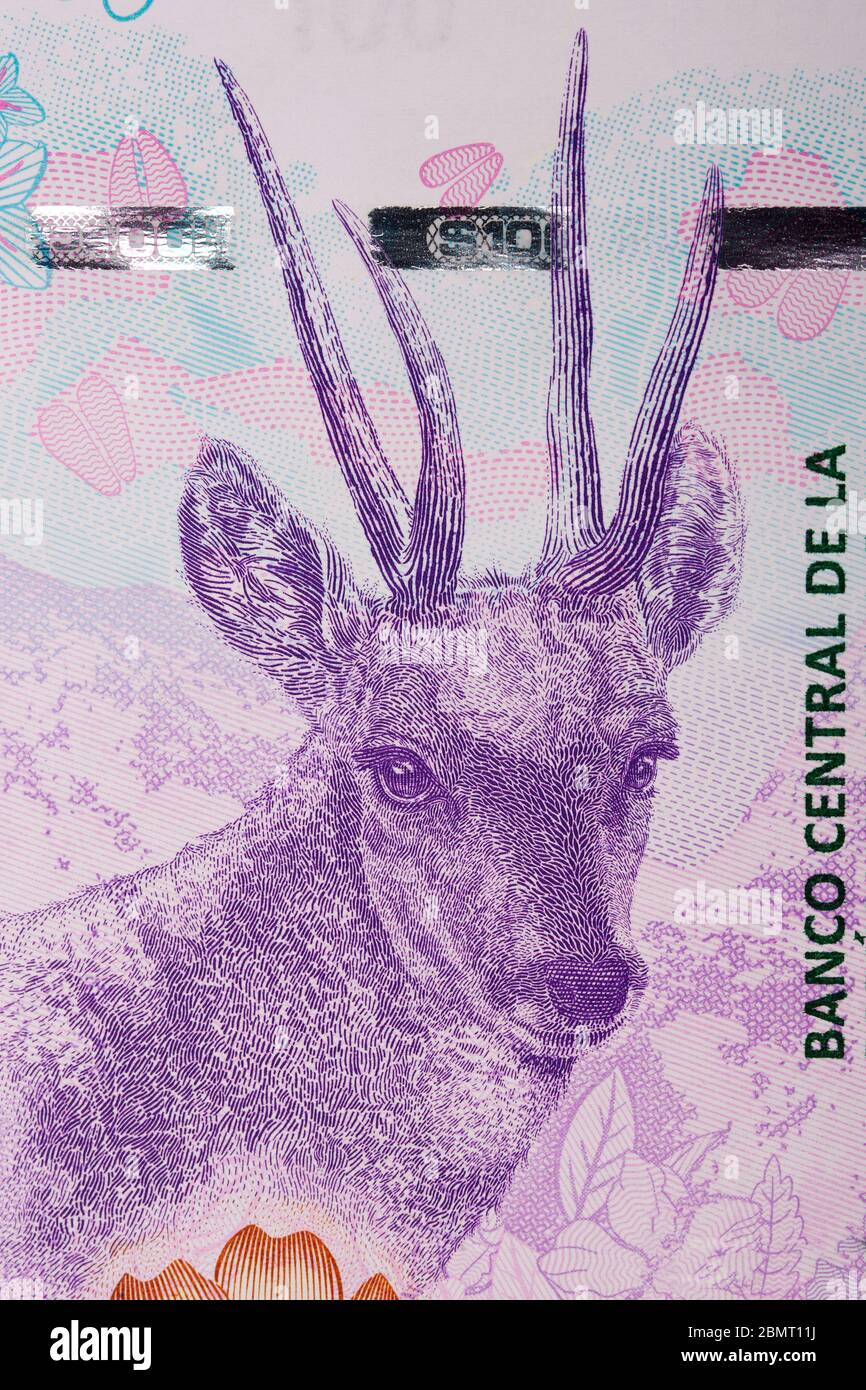 Taruca deer hi-res stock photography and images - Alamy