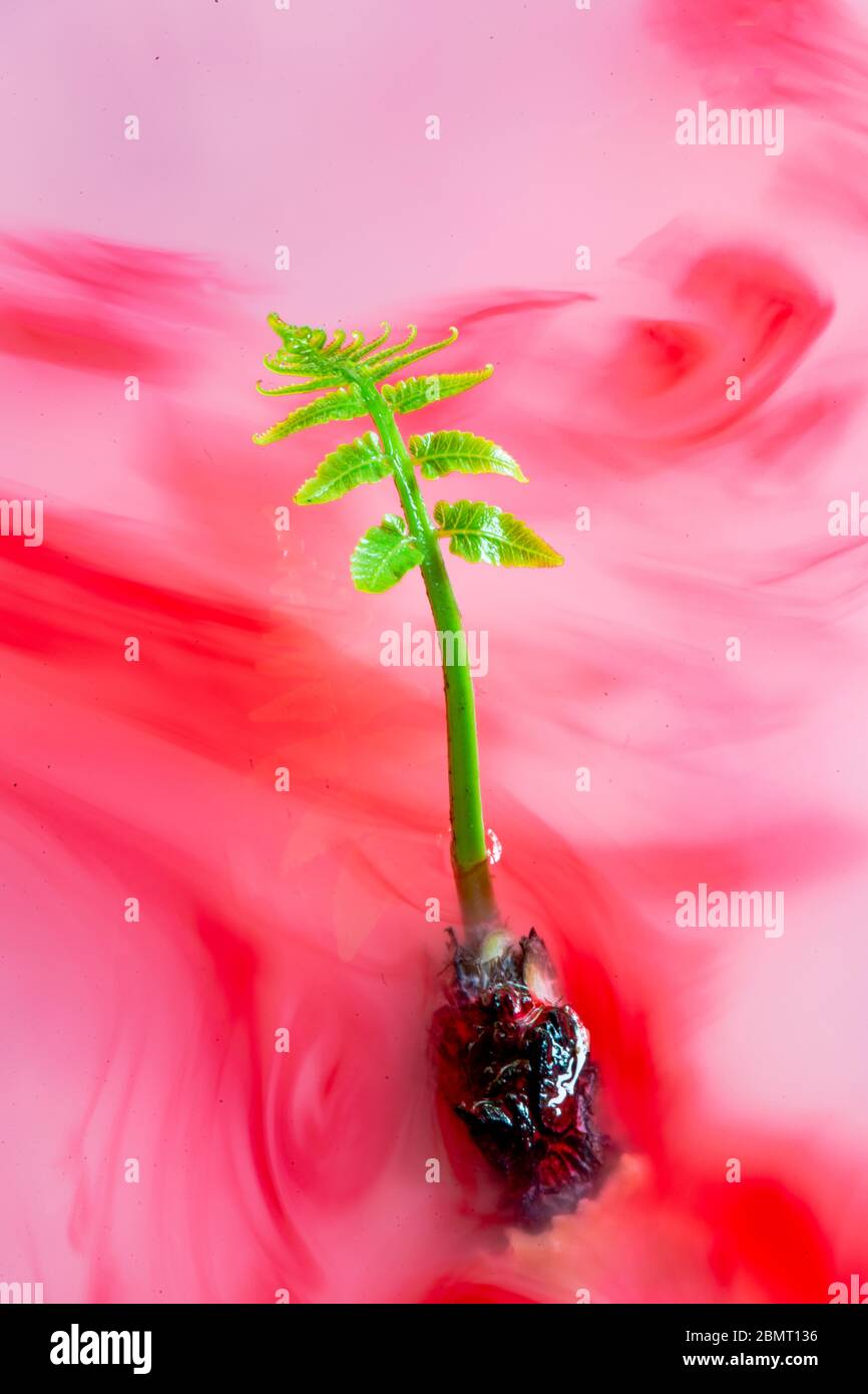 Creative photo agriculture hi-res stock photography and images - Alamy