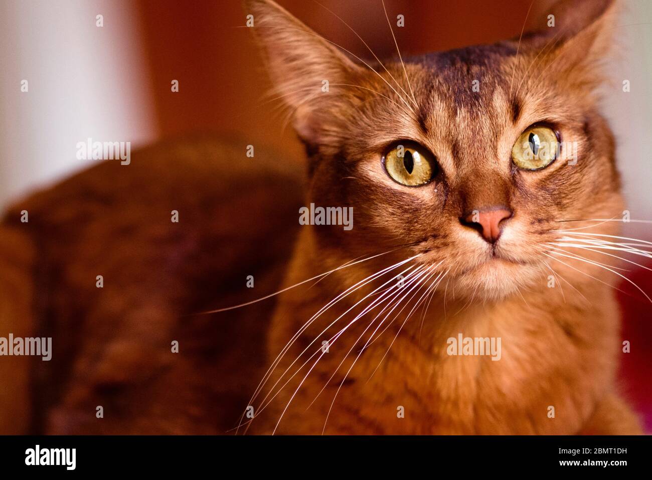 Portrait somali cat hi-res stock photography and images - Alamy