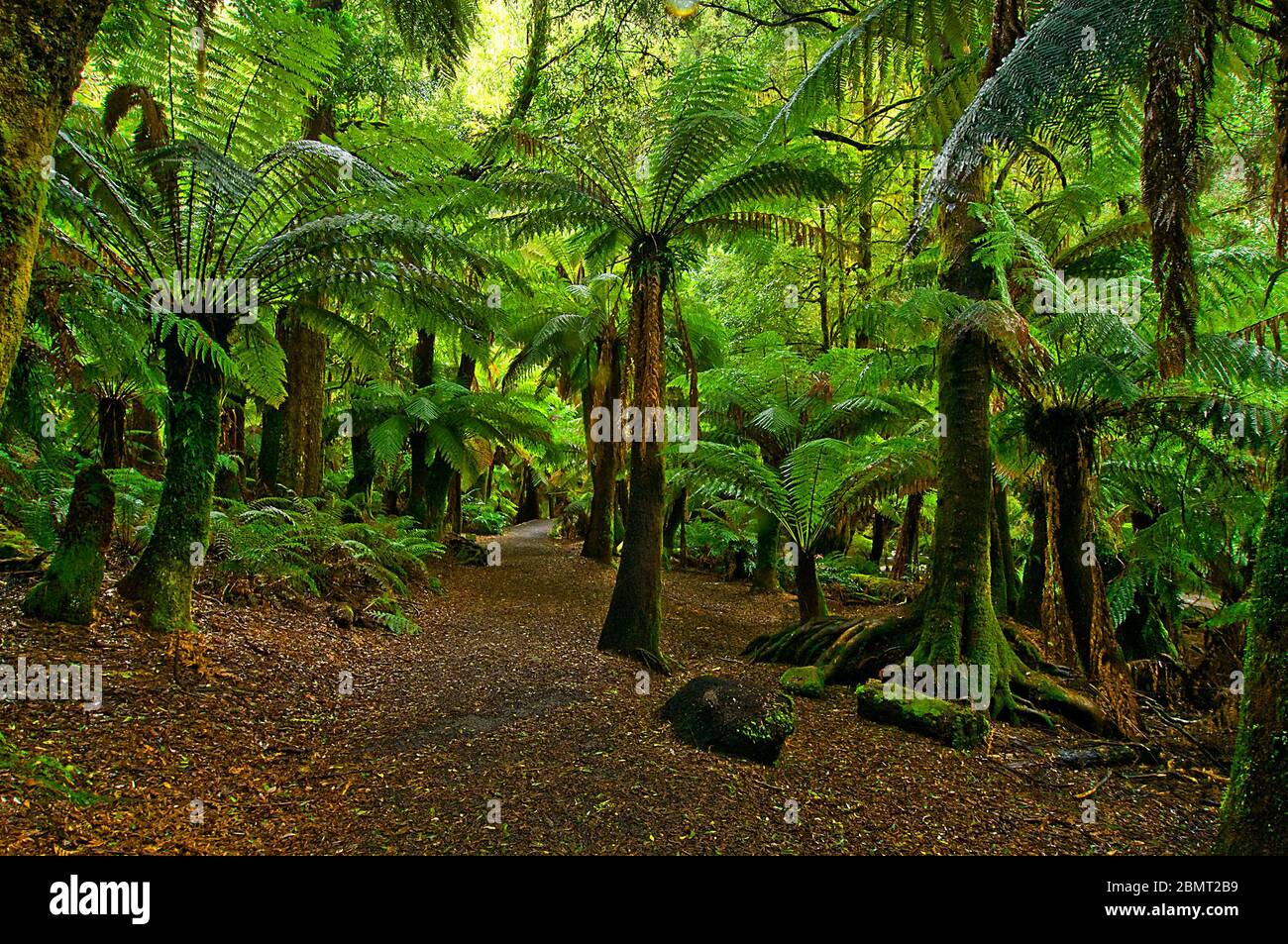 Fern native to australia hi-res stock photography and images - Alamy