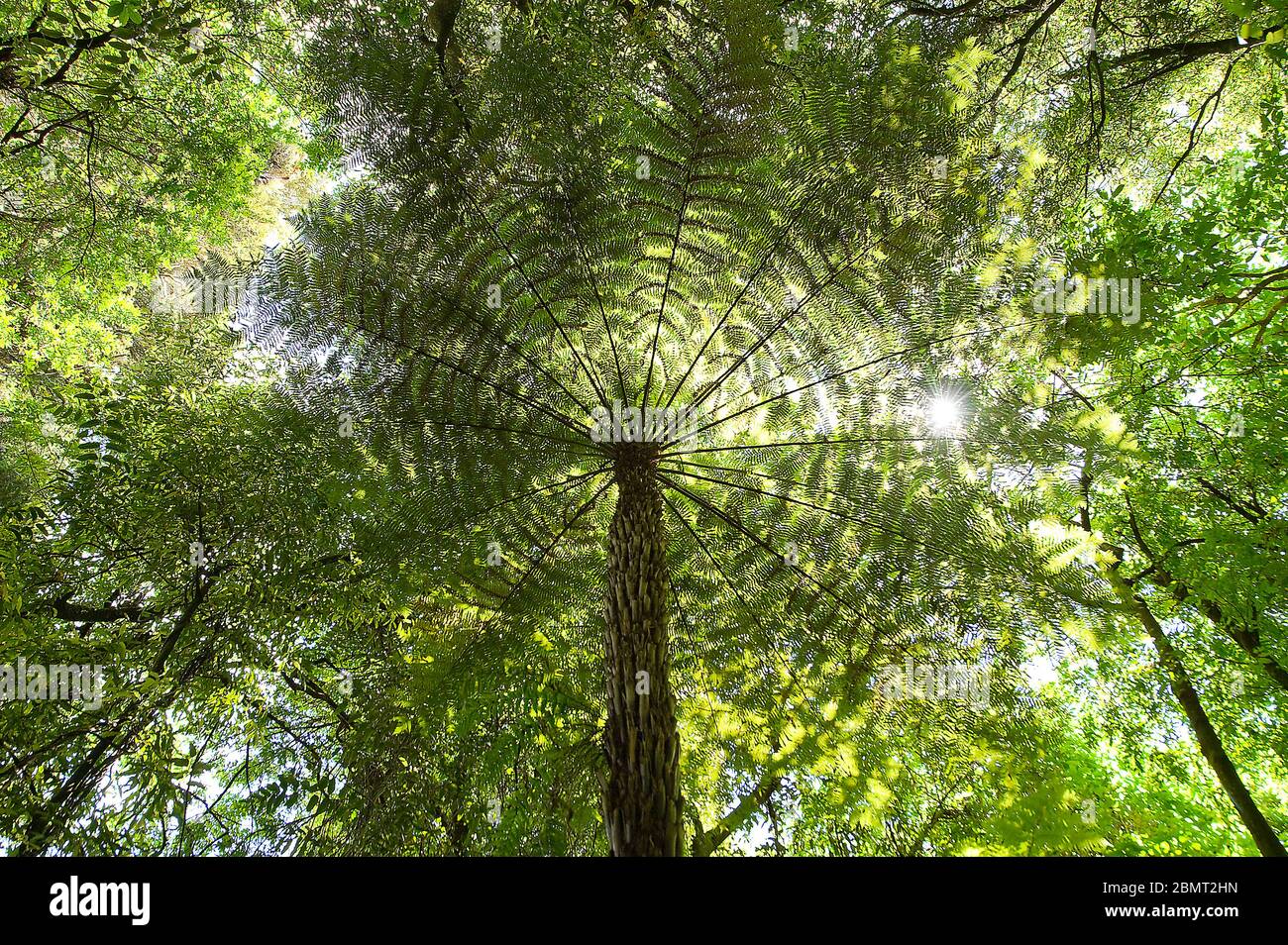 New zealand palm tree hi-res stock photography and images - Alamy