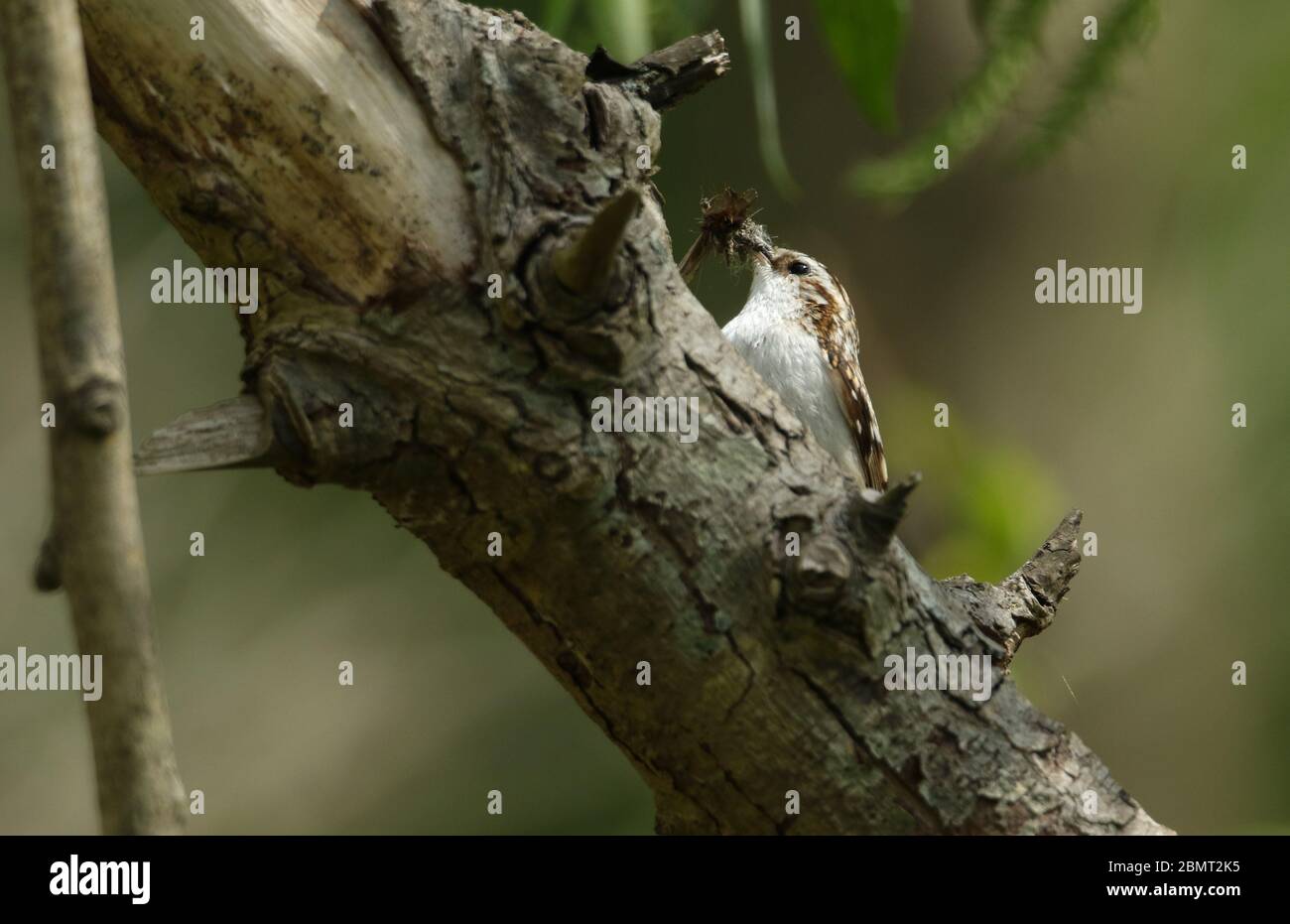 A beautiful Treecreeper, Certhia familiaris, perching on the side of a ...